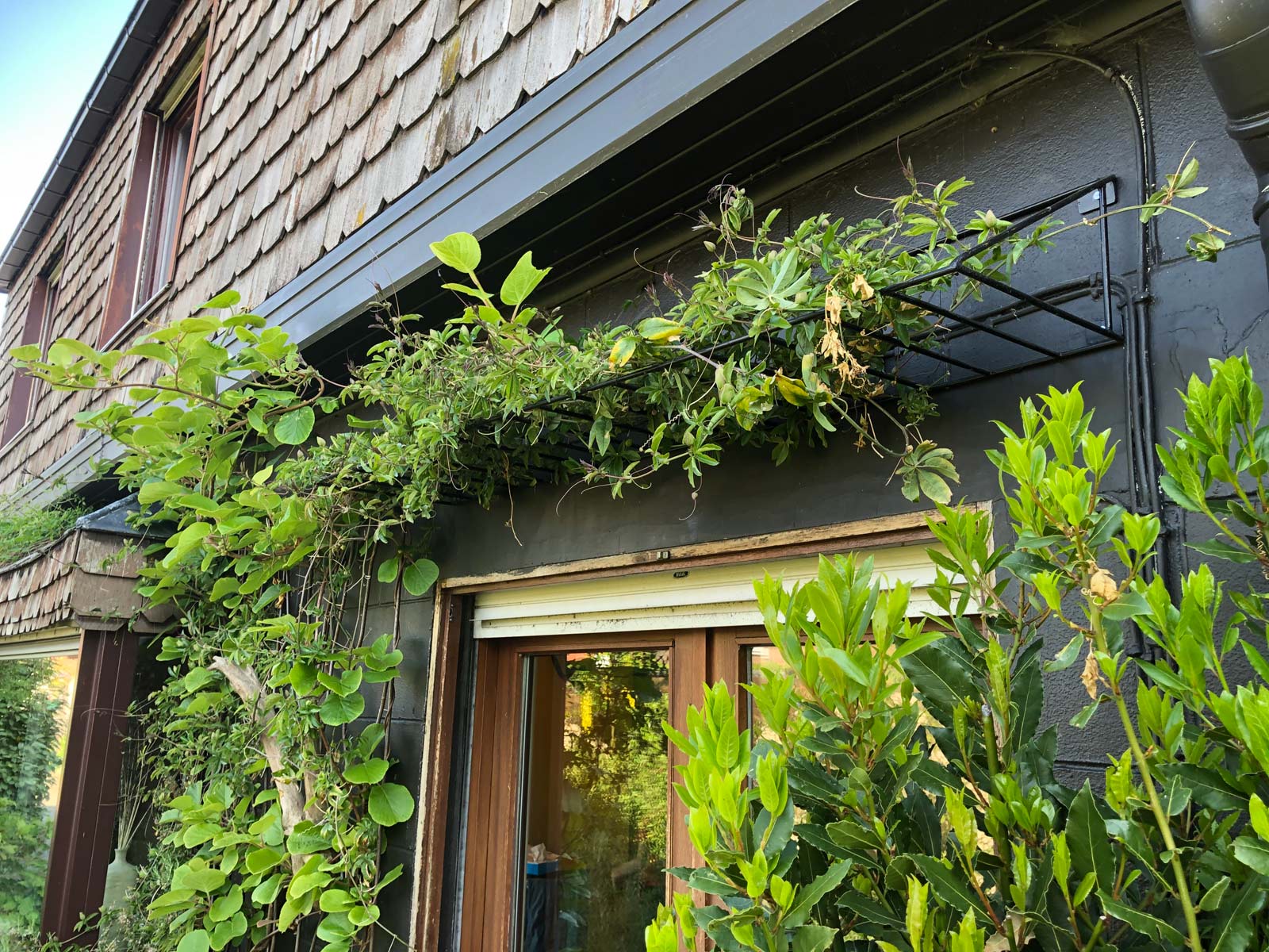 Welke klimplanten kiezen voor muren - Klimrekken voor planten