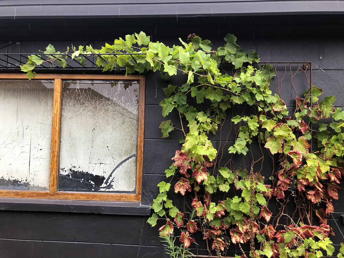 Welke klimplanten kiezen voor muren - Klimrekken voor planten