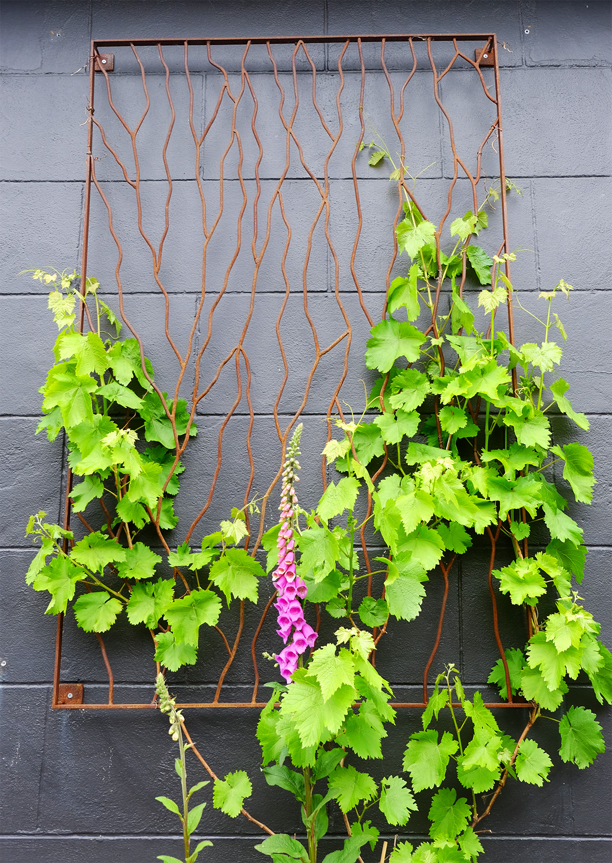 Welke klimplanten kiezen voor muren - Klimrekken voor planten